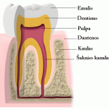 Kas yra danties pulpa? | Endodontija